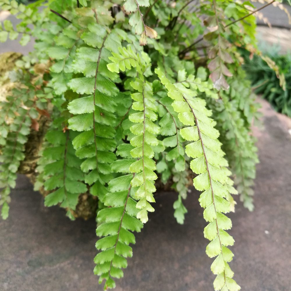 Nephrolepis exaltata 'Dallas' - Sword Fern - Plant Distributors Dev Site